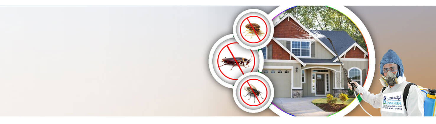 Pest Control Services in Al Ain | Tadweer Approved Company