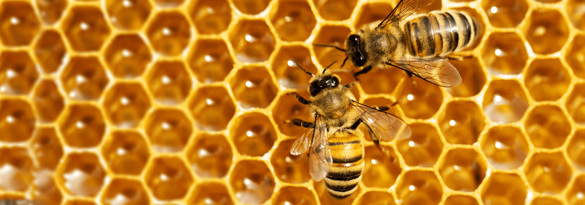Is Removing the Beehive Yourself a Good Idea? - Al Waha Hygiene