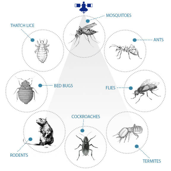 What Are The Different Pest Control Services Offered At Al Waha Hygiene ...
